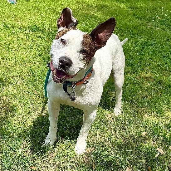 Dog for adoption - Lorenzo is ready for summer splash days!, a Pit Bull ...