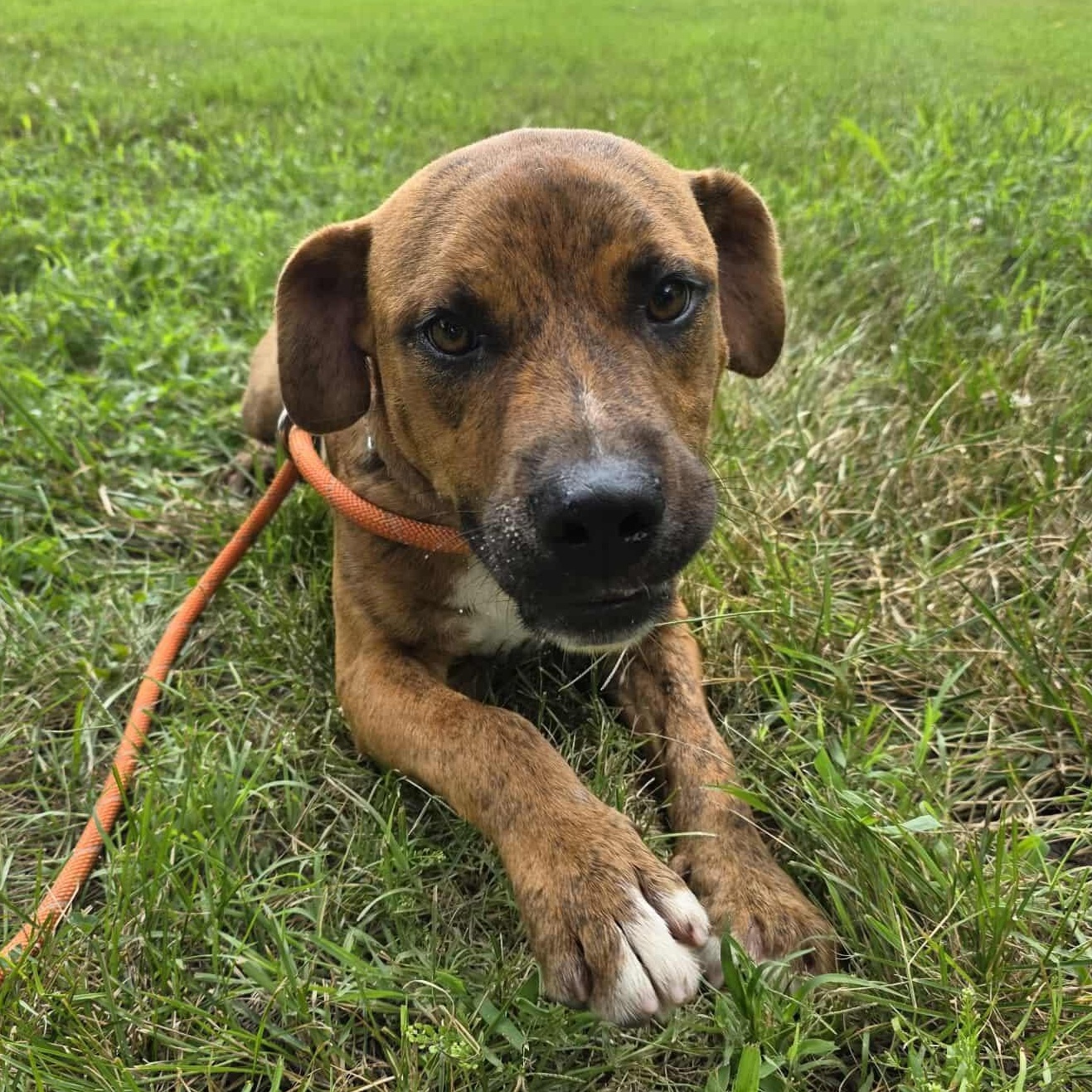 Dog for adoption - Kidd, a Mixed Breed in Burlington, VT | Petfinder