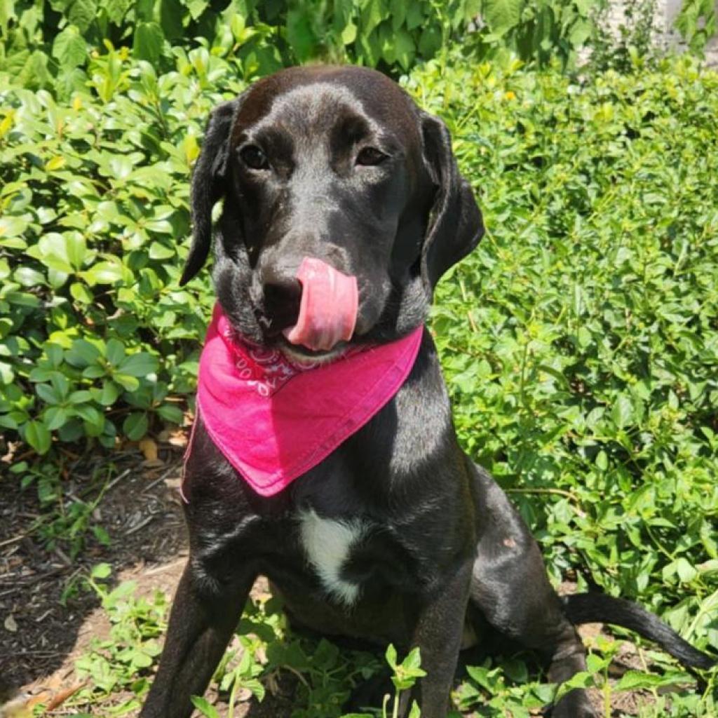 Dog for adoption - Bonnie JuM, a Black Labrador Retriever & Coonhound ...