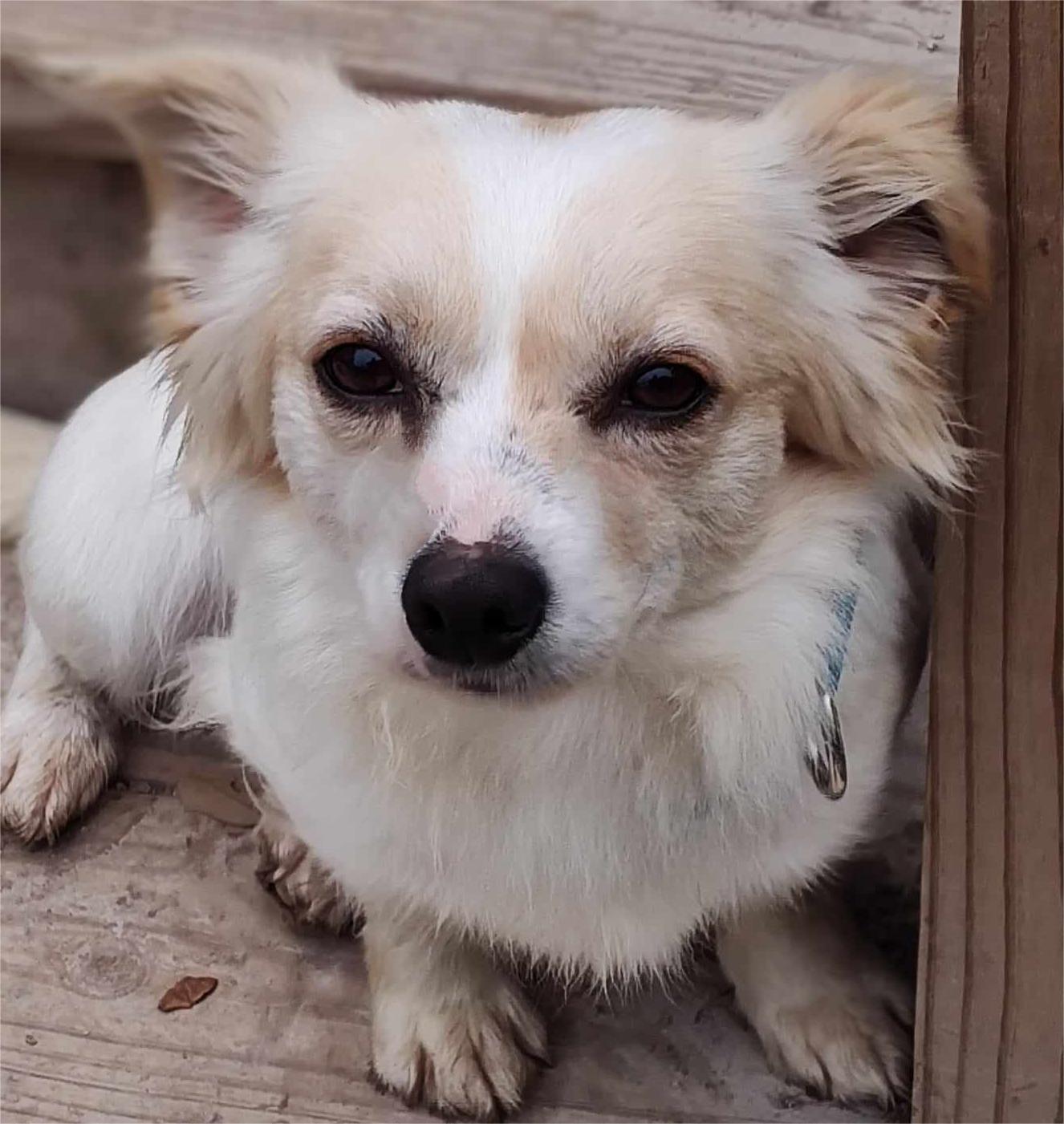 Dog for adoption - Bogart, a Chihuahua & Corgi Mix in East Hartford, CT ...