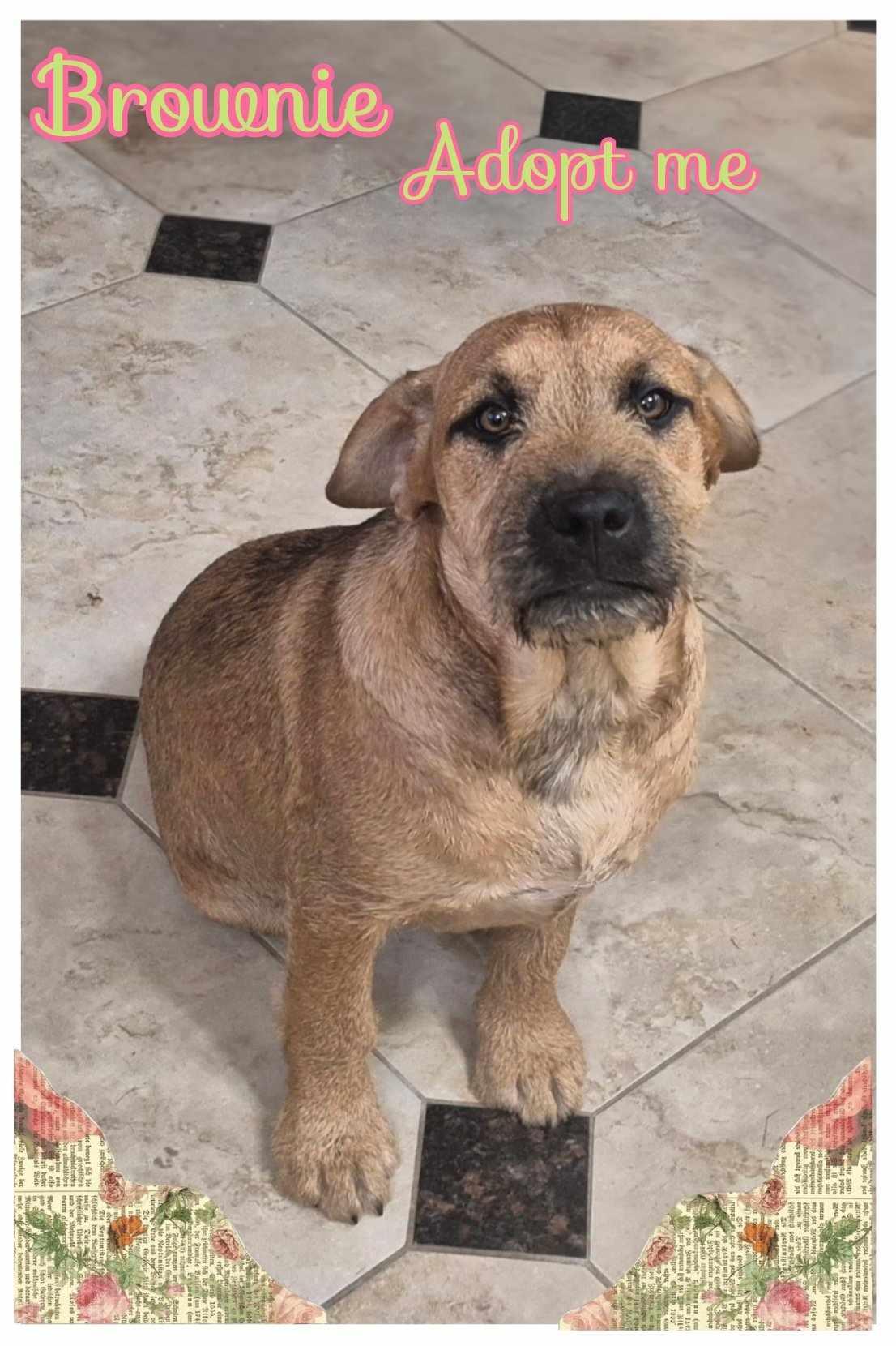 Dog for adoption - Brownie, a Wirehaired Pointing Griffon & Labrador ...