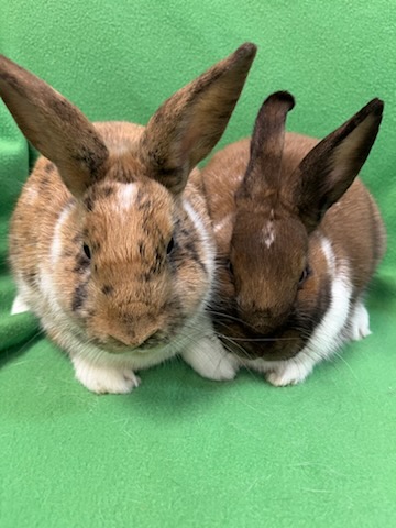 Rabbit for adoption - Eloise & Brimsley, a Bunny Rabbit Mix in Haltom ...