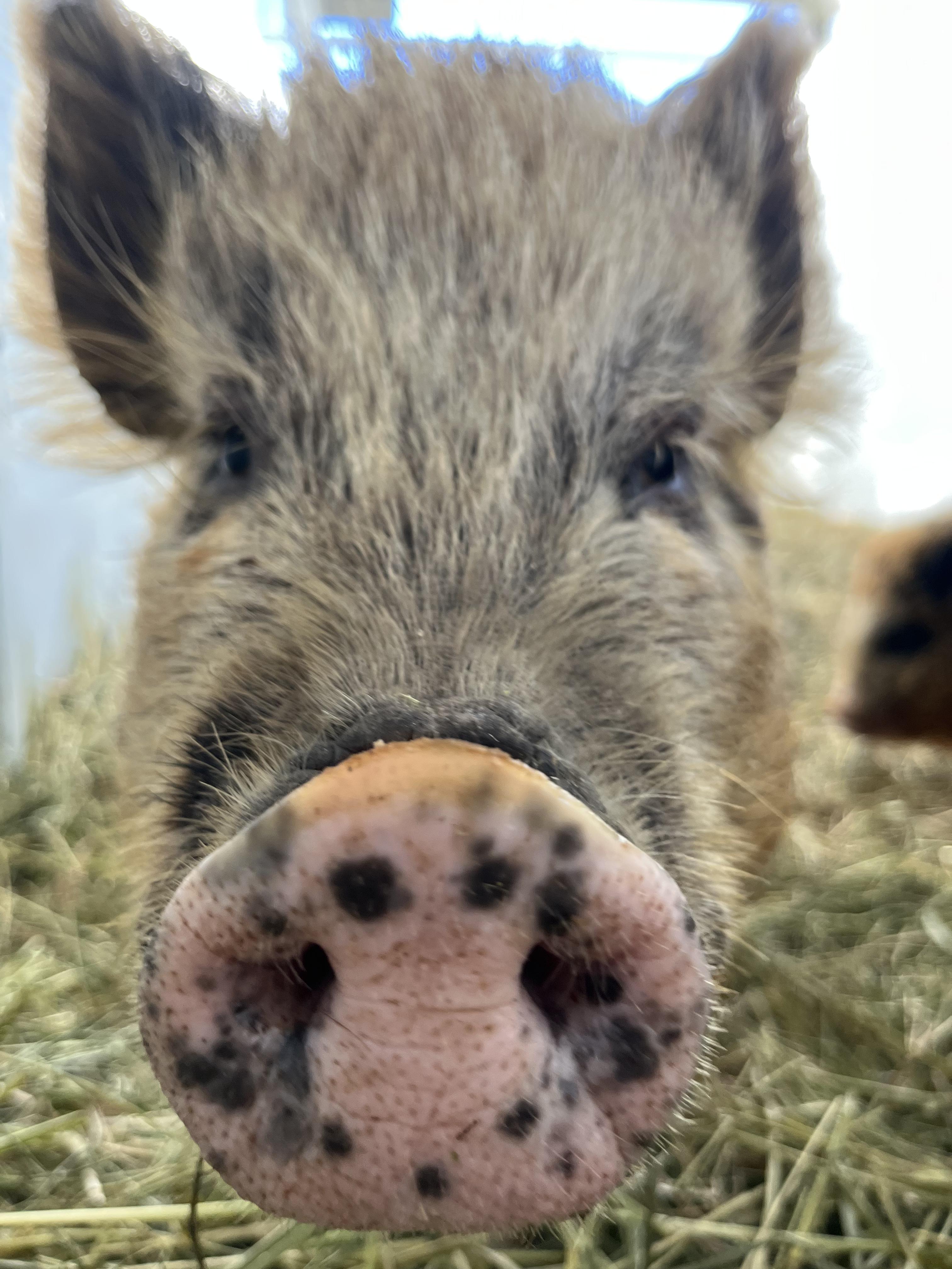 Pig for adoption - Florence, a Pig in Roy, WA | Petfinder