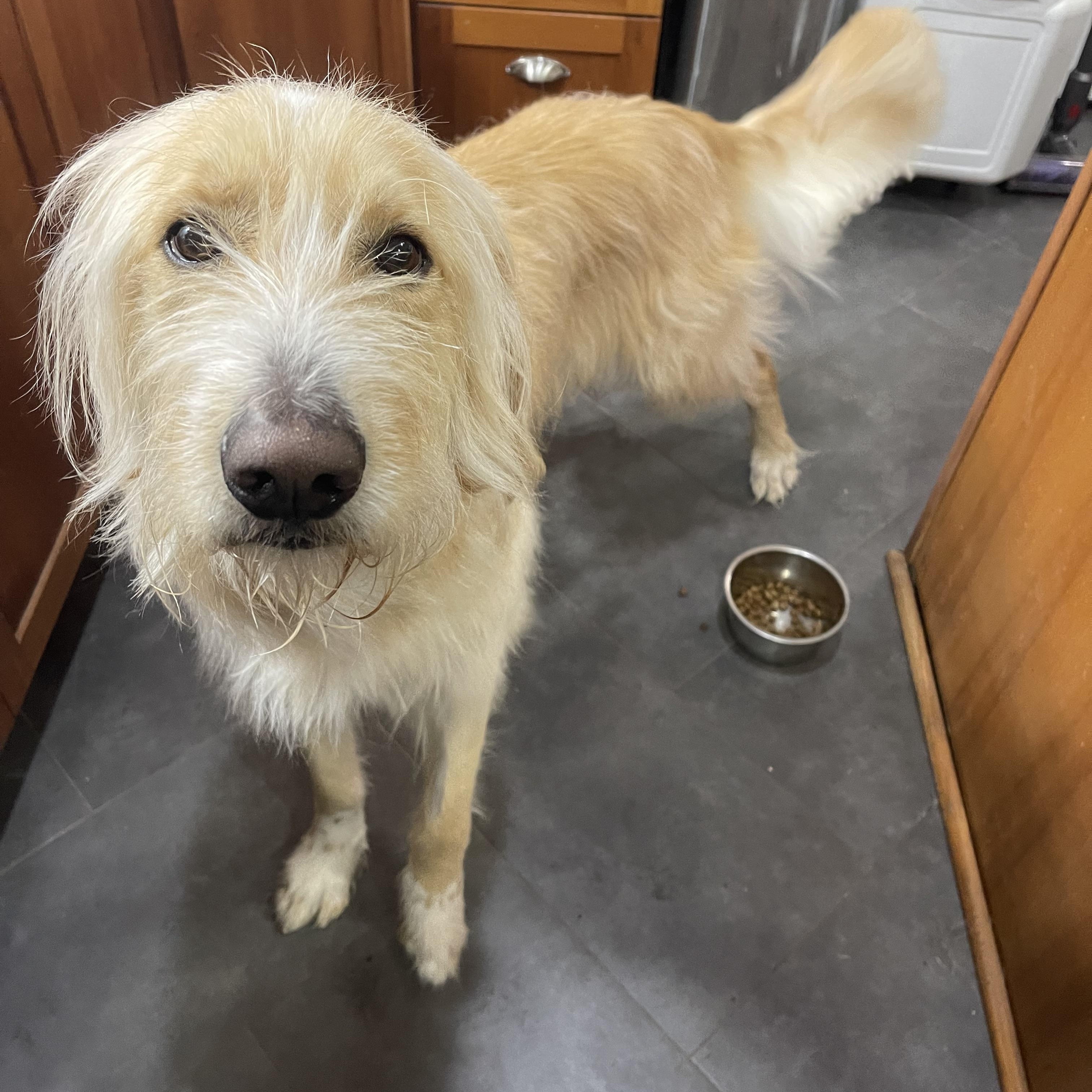 Dog for adoption - David Letterman, a Golden Retriever & Irish ...