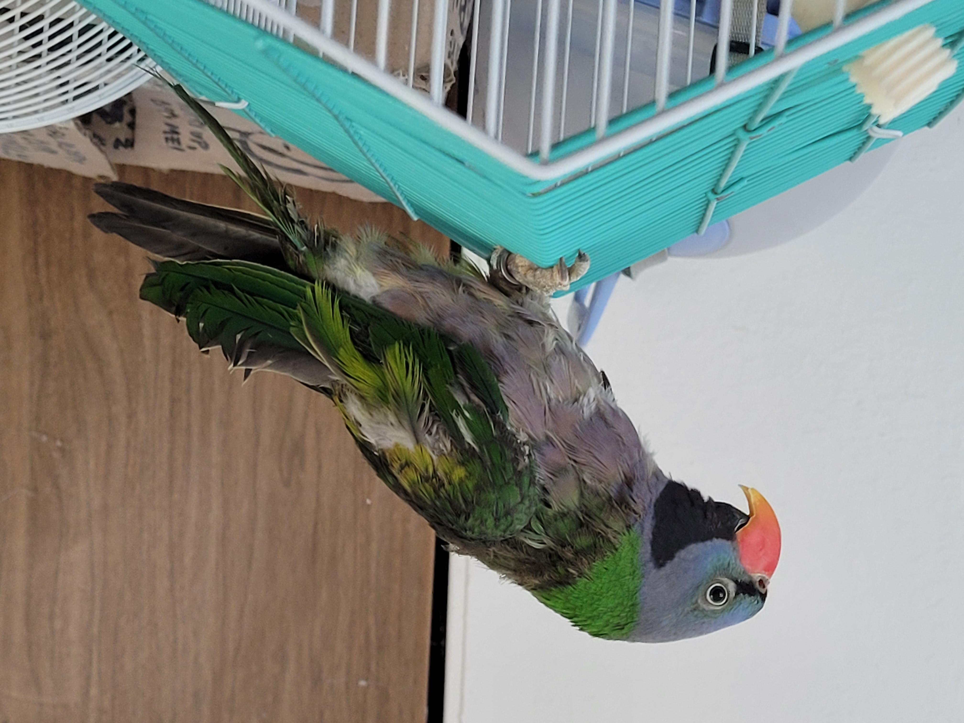 Parrot for adoption - Peg, a Parrot (Other) in Concord, CA | Petfinder