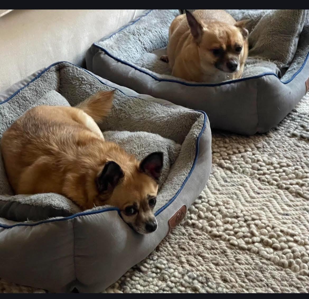Dog for adoption - Sadie and Sally, a Chihuahua Mix in CLINTON, WA ...