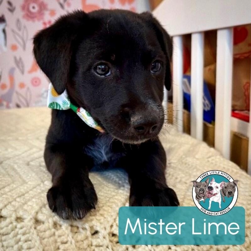 Dog for adoption - Mister Lime Color, a Black Labrador Retriever ...