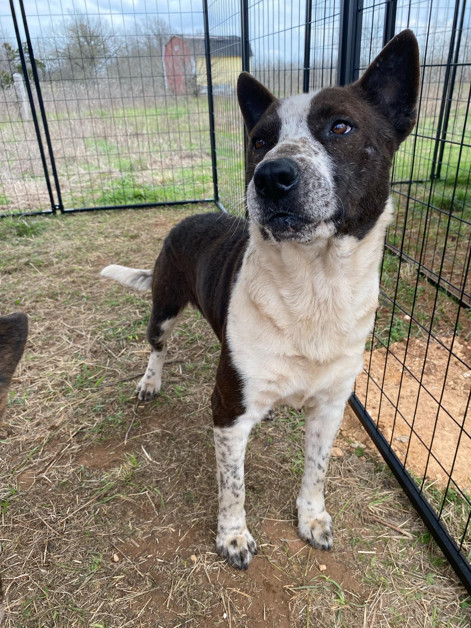 Dog for adoption - Mikey, an Australian Cattle Dog / Blue Heeler in ...
