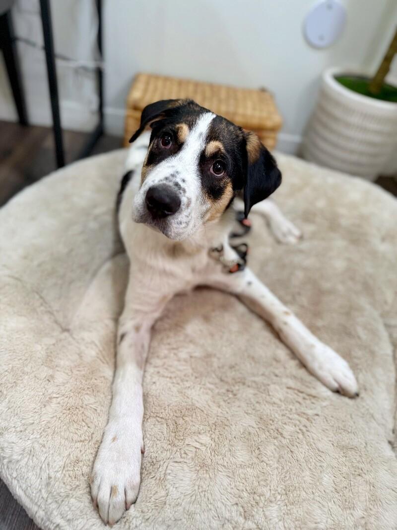 Dog for adoption - Lacy Loveypup, an English Pointer & Australian ...