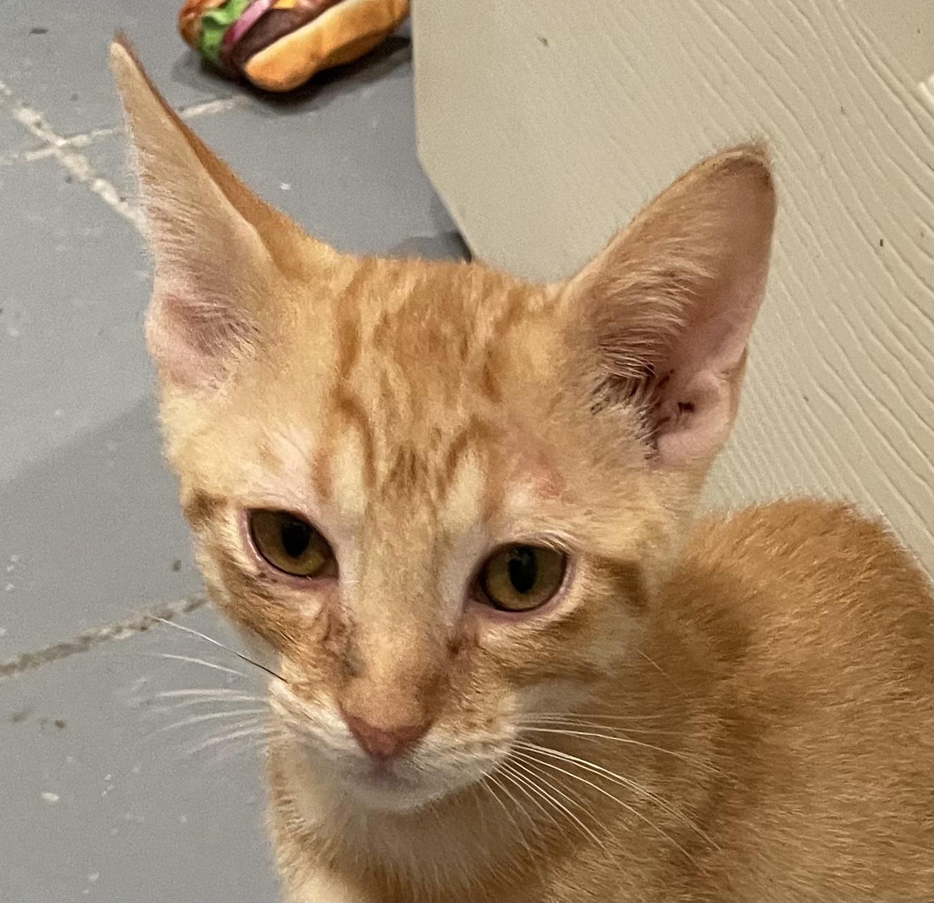 Cat for adoption - Atticus-Portofino PetSmart, a Domestic Short Hair in ...