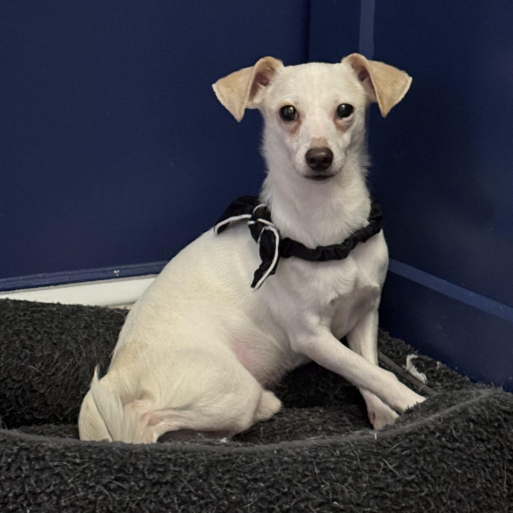 Dog for adoption - Timon, a Chihuahua Mix in Brooklyn, NY | Petfinder