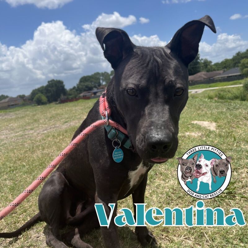 Dog for adoption - Valentina Venus Pretty Girl, a Pit Bull Terrier Mix ...