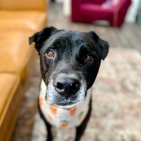 Dog for adoption - Rocky Sunshine can be your sensei, a Labrador ...