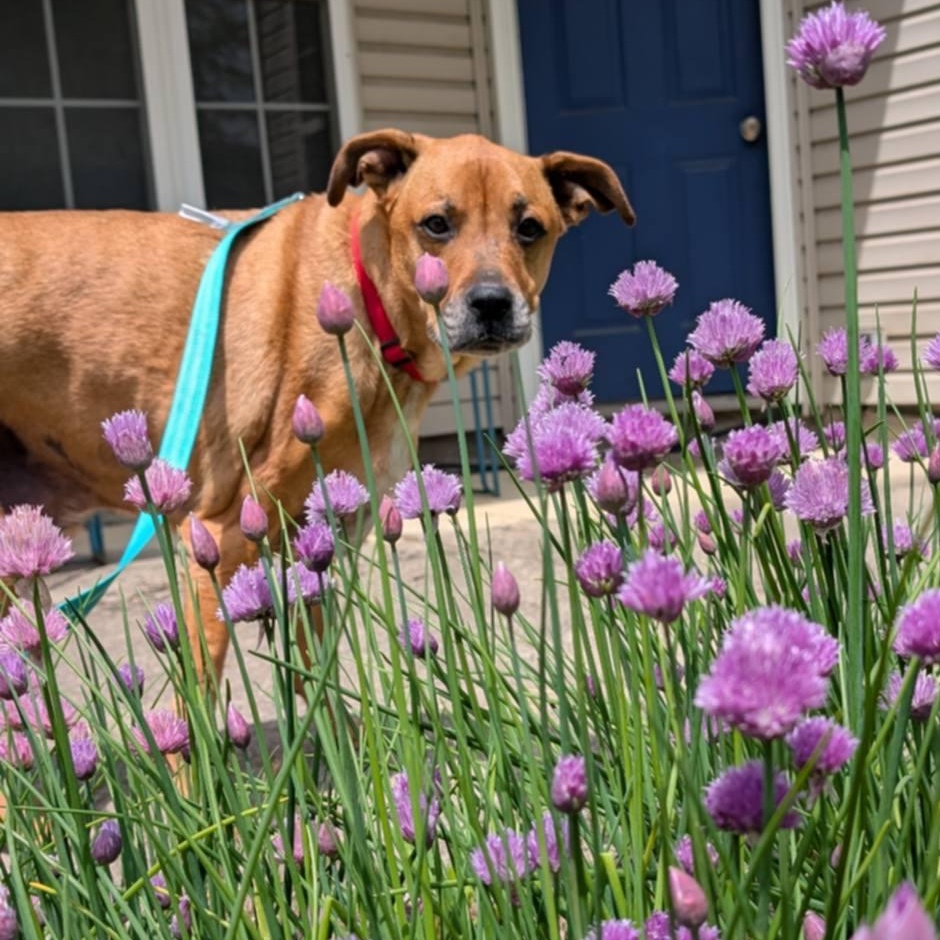 Myron - Adoptable Pet | Petfinder | Petfinder