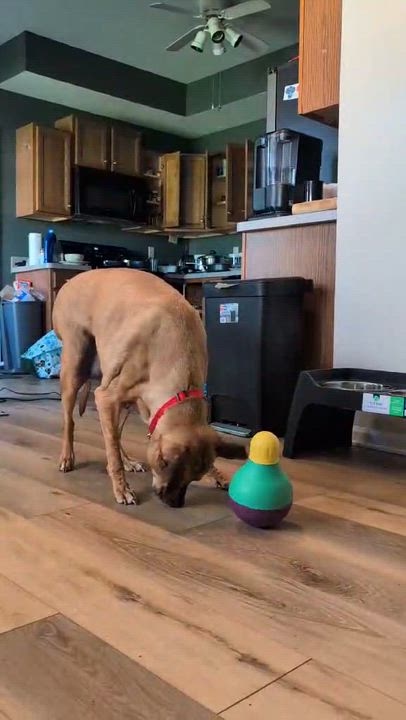 Myron - Adoptable Pet | Petfinder | Petfinder