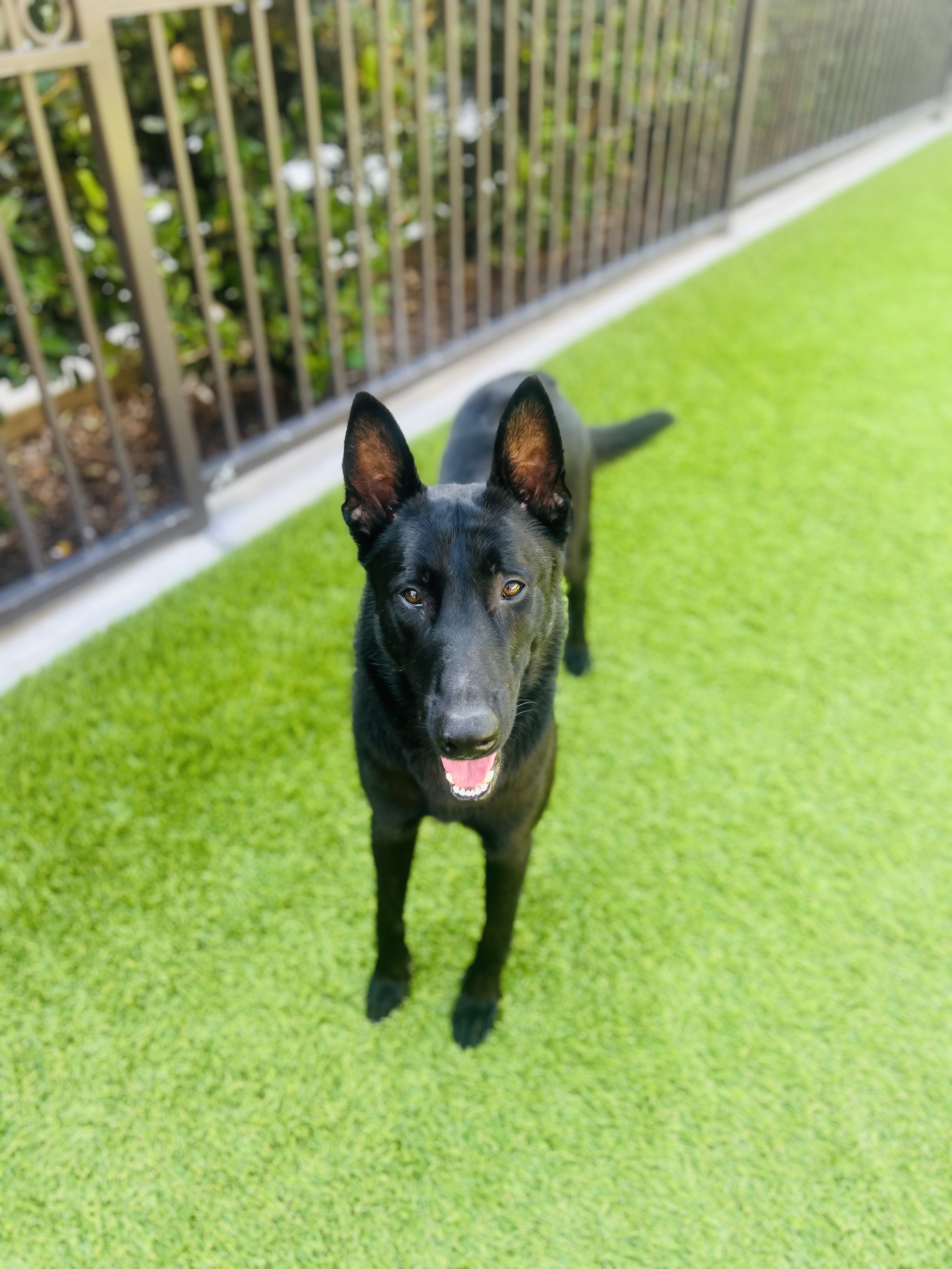 Dog for adoption - Shadow, a Belgian Shepherd / Malinois in San Juan ...