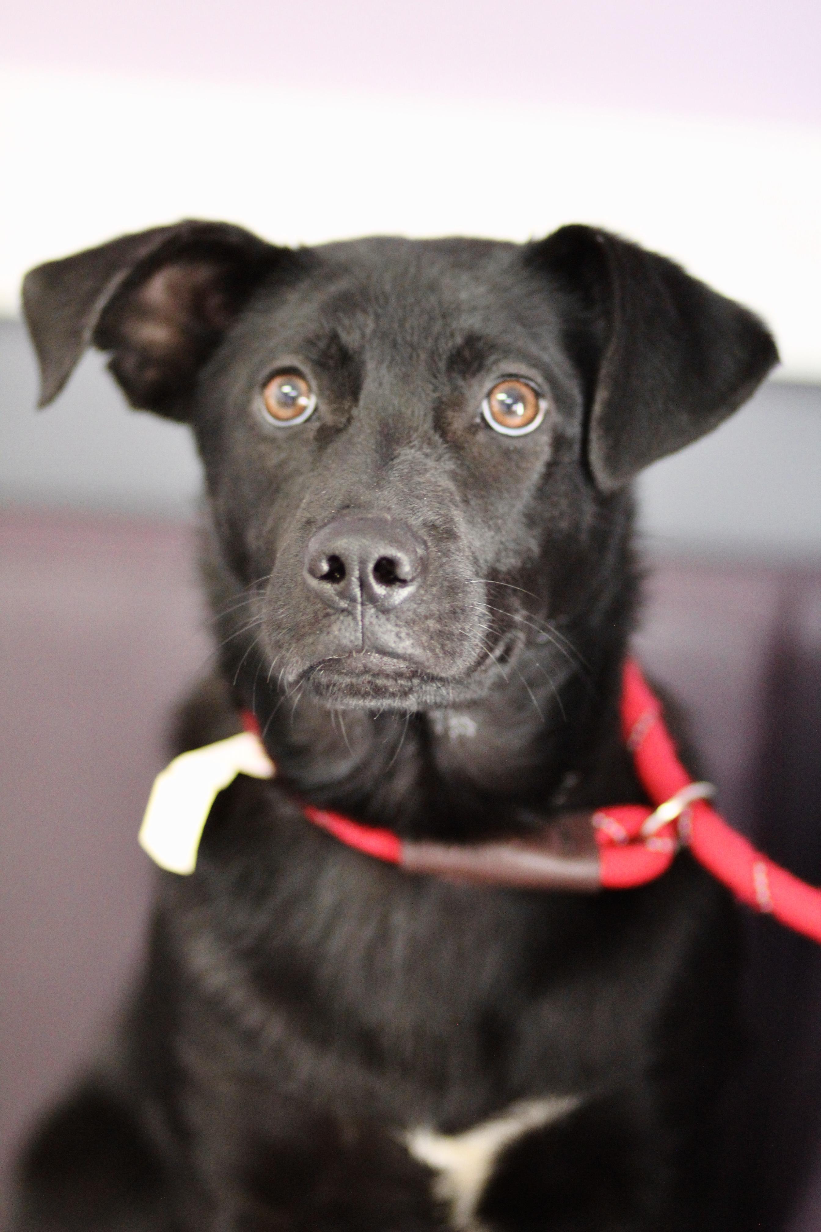 Dog for adoption - Meela in NH! Come Meet our Adoptable Dogs Wednesday ...