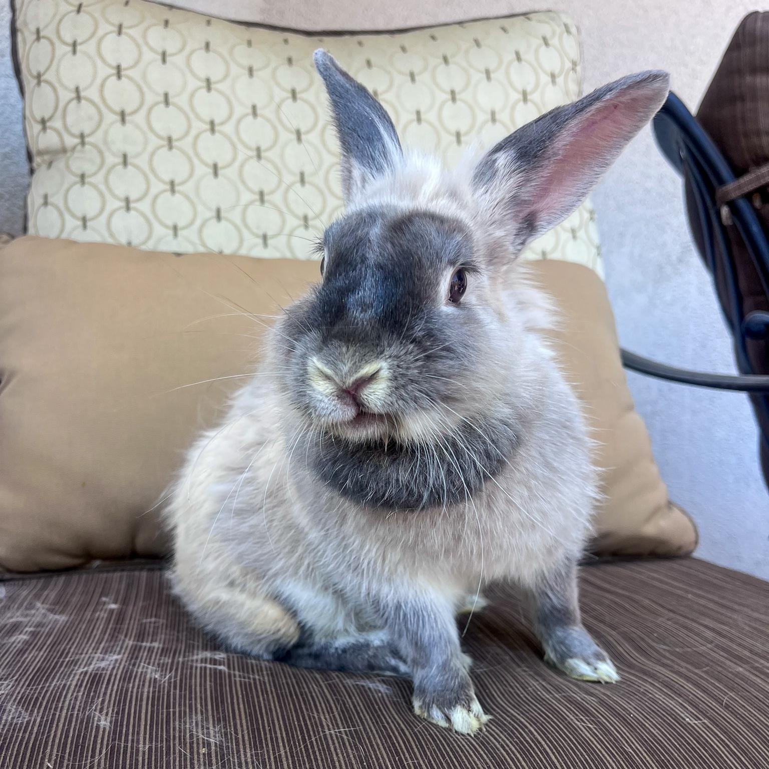 Rabbit for adoption - Violet, a Lionhead in Los Angeles, CA | Petfinder