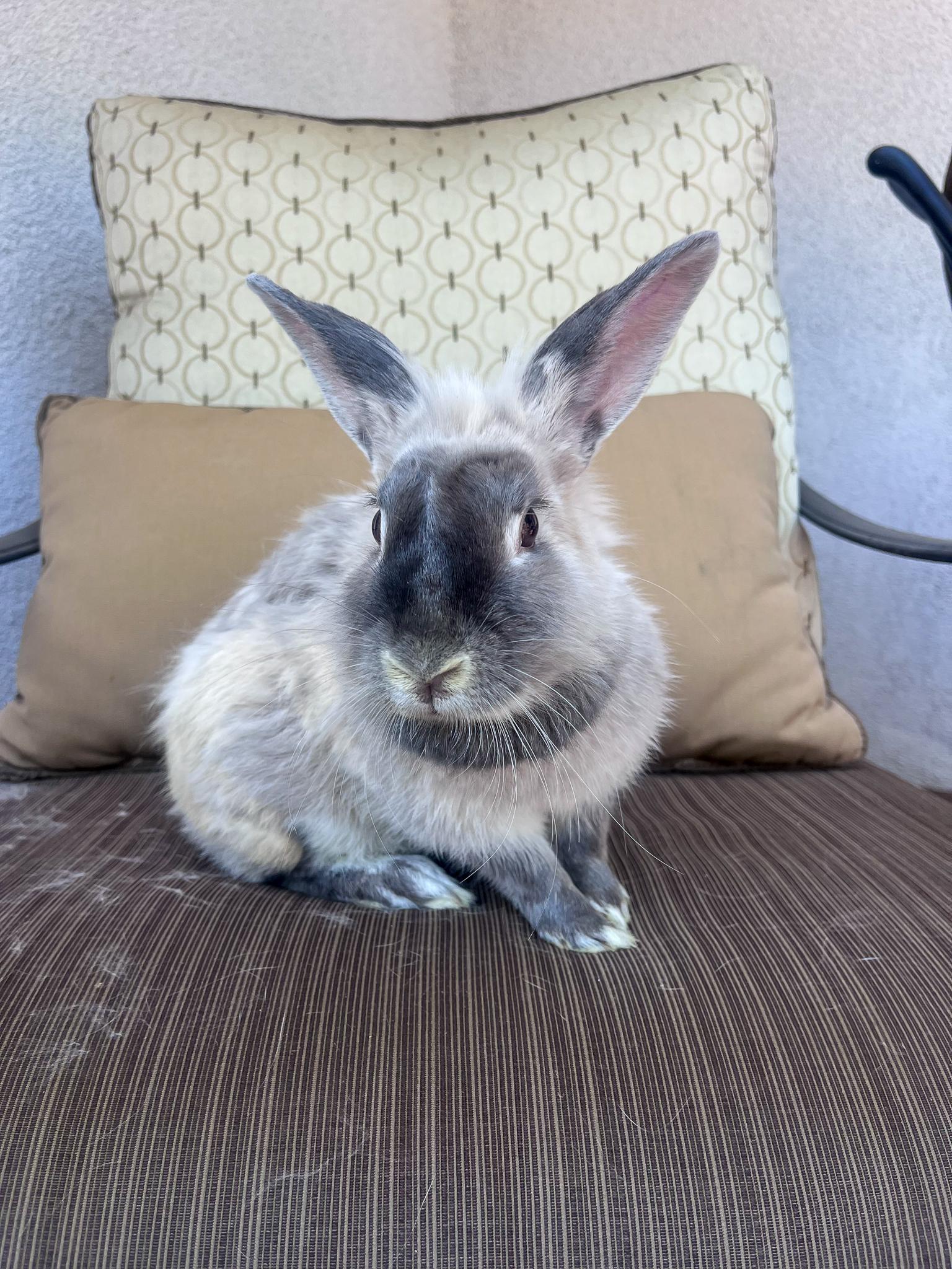 Rabbit for adoption - Violet, a Lionhead in Los Angeles, CA | Petfinder