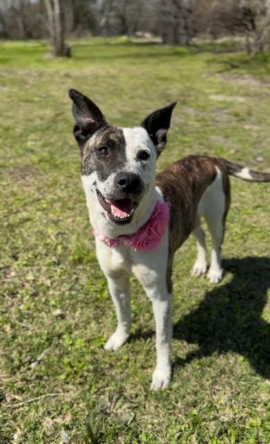 Dog for adoption - Cami, a Carolina Dog Mix in Bensalem, PA | Petfinder