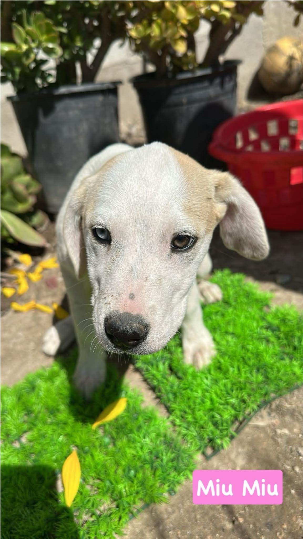 Dog for adoption - Miu Miu, a Mixed Breed in Puyallup, WA | Petfinder