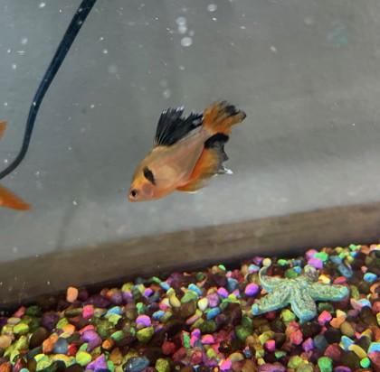 Fish for adoption - Ember, a Freshwater Fish in Marathon , FL | Petfinder