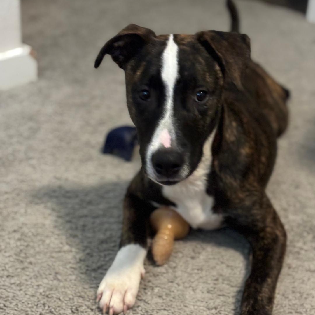 Dog for adoption - Billy the Kid, a Retriever & Boxer Mix in Rochester ...