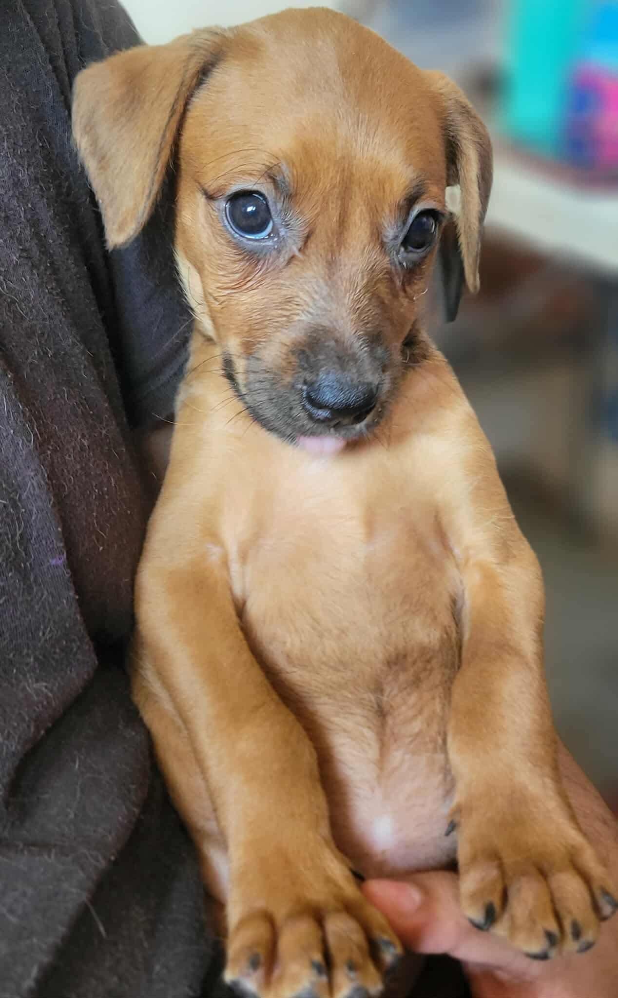 Dog for adoption - Canelita, a Mixed Breed in Puyallup, WA | Petfinder