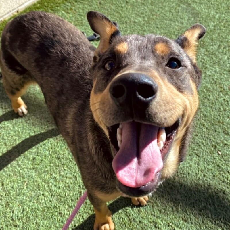 Dog for adoption - Drizzle Dizzle the Baby Whisperer, a German Shepherd ...
