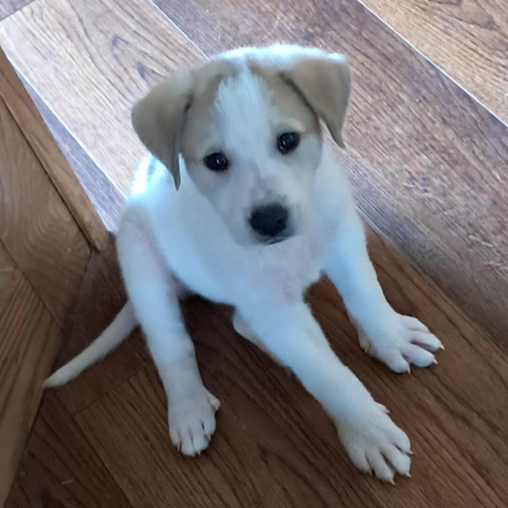Dog for adoption - Riley GC/JuM, a Shepherd & Great Pyrenees Mix in ...