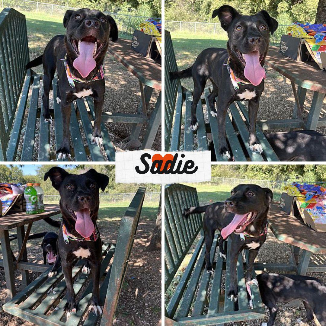 Dog for adoption - Sadie, a Border Collie & Labrador Retriever Mix in ...