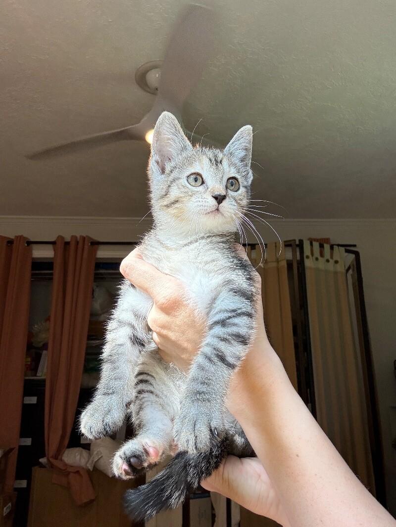 Cat for adoption - Eva Kitty, a Domestic Short Hair Mix in Friendswood ...