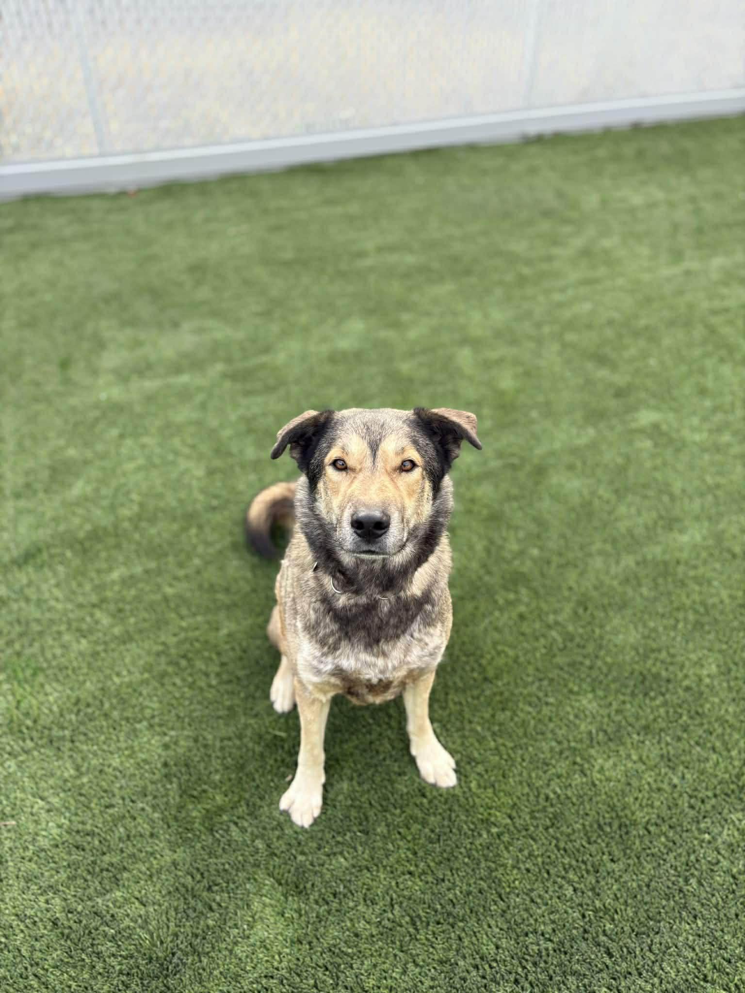 Greg - Adoptable Pet | Petfinder | Petfinder