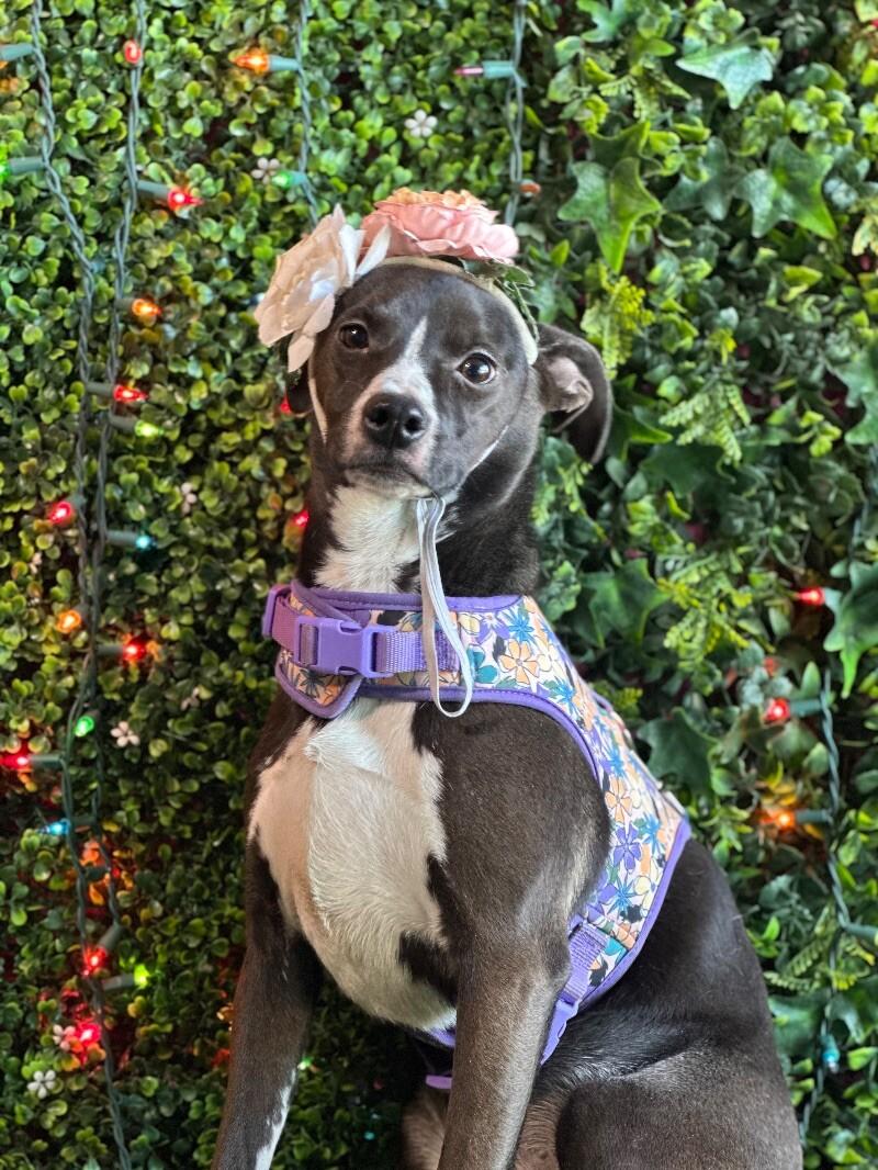 Dog for adoption - Juno, a Terrier Mix in Las Vegas, NV | Petfinder