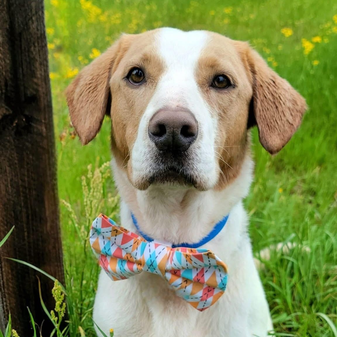 Dog for adoption - Leonard, a Mixed Breed in Mendham, NJ | Petfinder