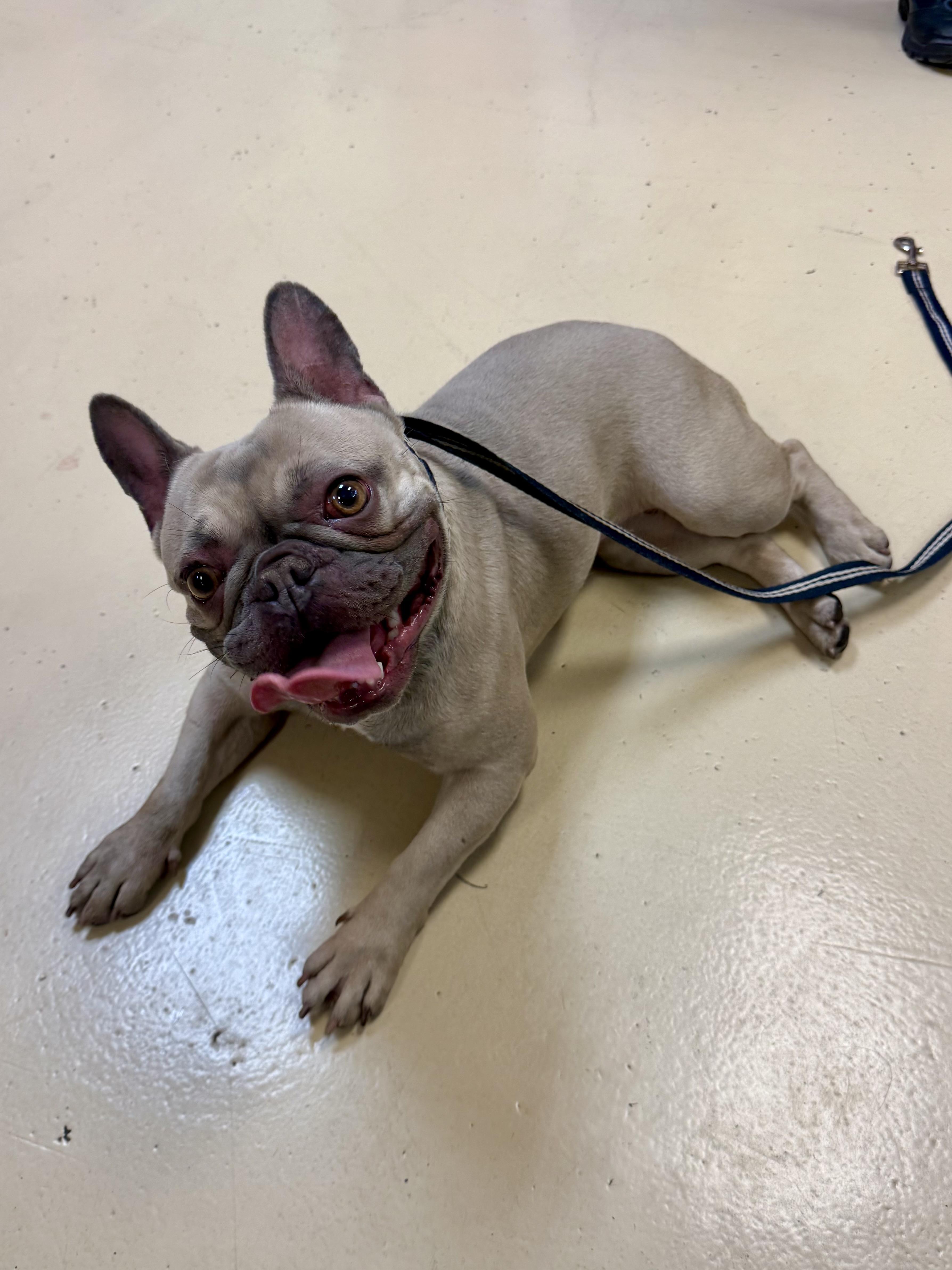 Dog for adoption - Rebel, a French Bulldog in Boulder City, NV | Petfinder