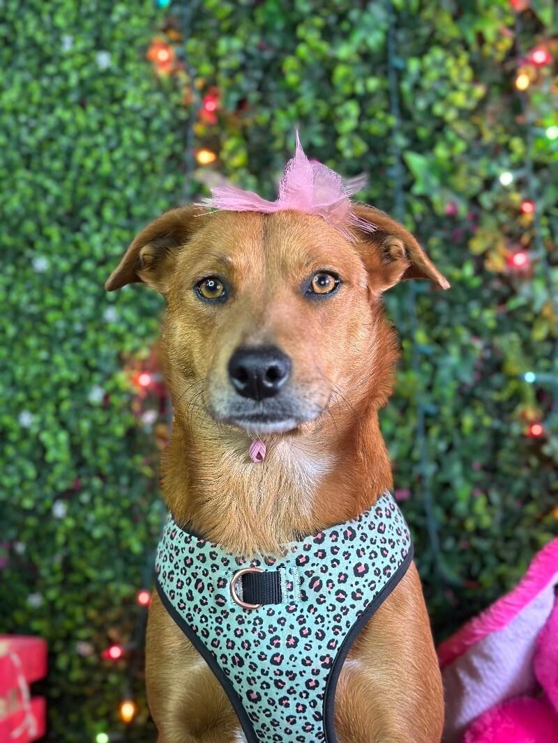 Dog for adoption - Flora, a Golden Retriever & German Shepherd Dog Mix ...