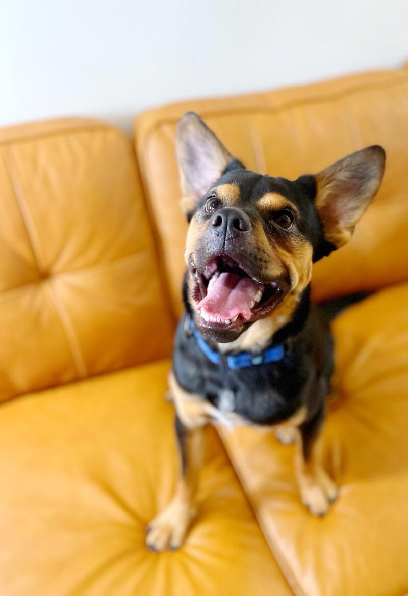 Dog for adoption - Kanan Ittie Bittie Rottie, a Rottweiler & Pug Mix in ...