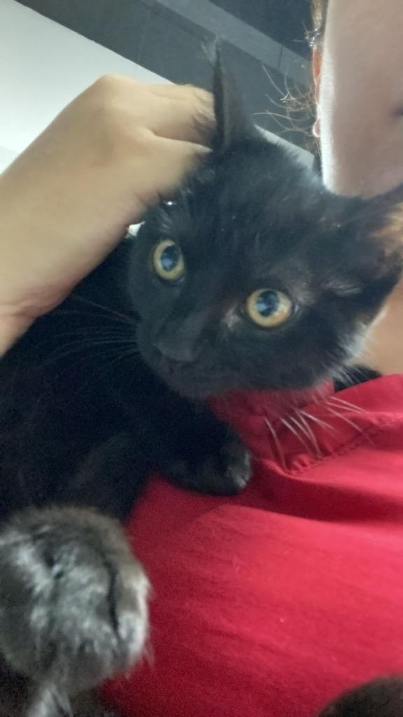 Cat for adoption - Rio, a Domestic Short Hair Mix in Kelowna, BC ...