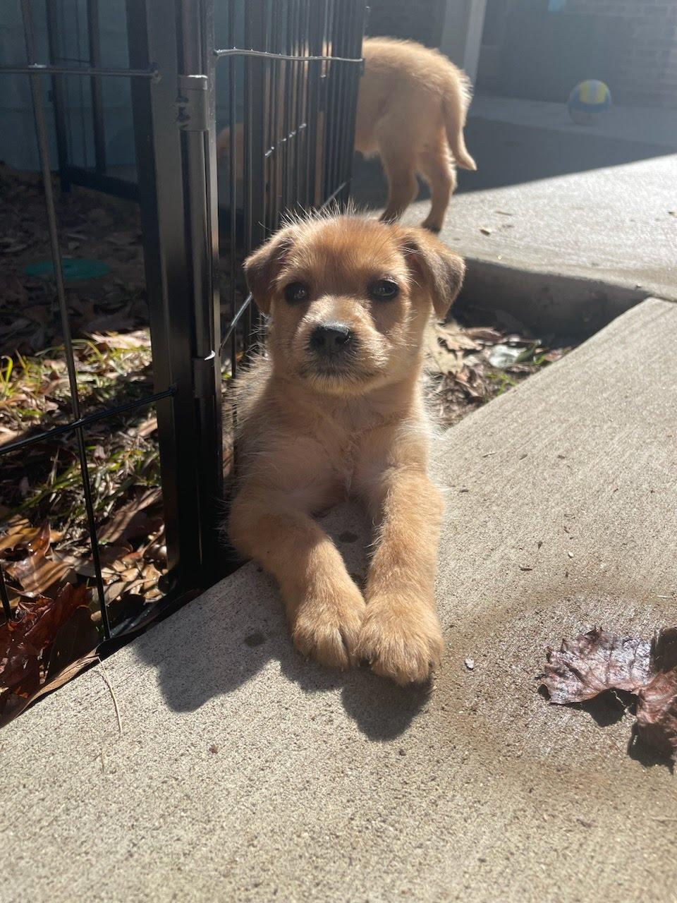 Dog for adoption - Kimi, a Terrier Mix in Daphne, AL | Petfinder