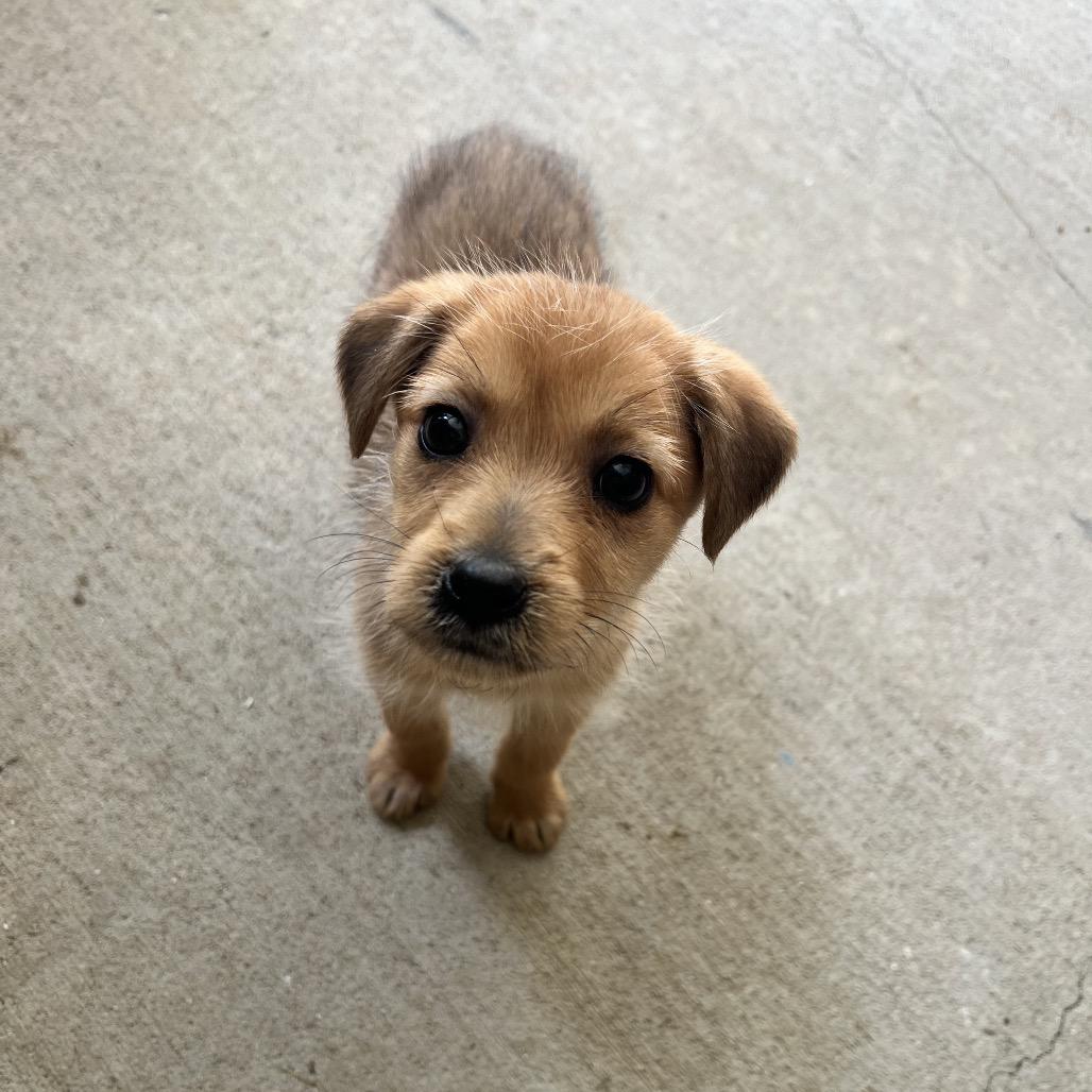 Dog for adoption - Kimi, a Terrier Mix in Daphne, AL | Petfinder