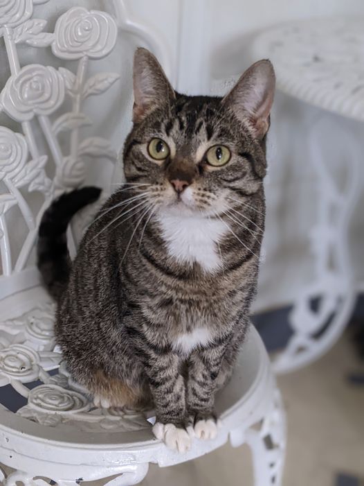 Cat for adoption - Kit Kat, a Domestic Short Hair in Tilton, IL | Petfinder