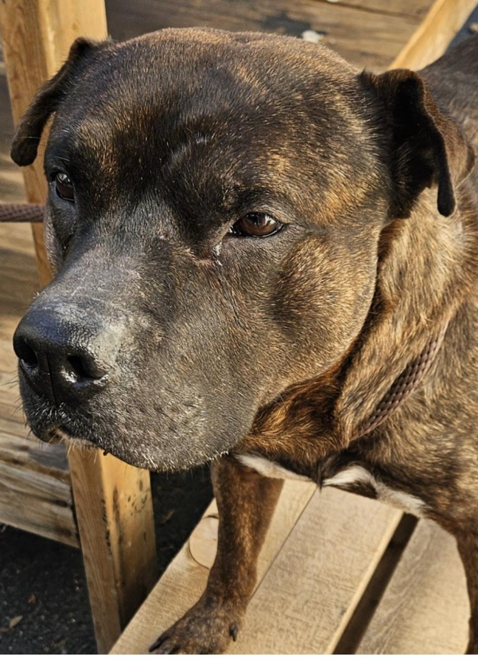 Dog for adoption - Woody OWNER REDEEMED, a Pit Bull Terrier in Canton ...