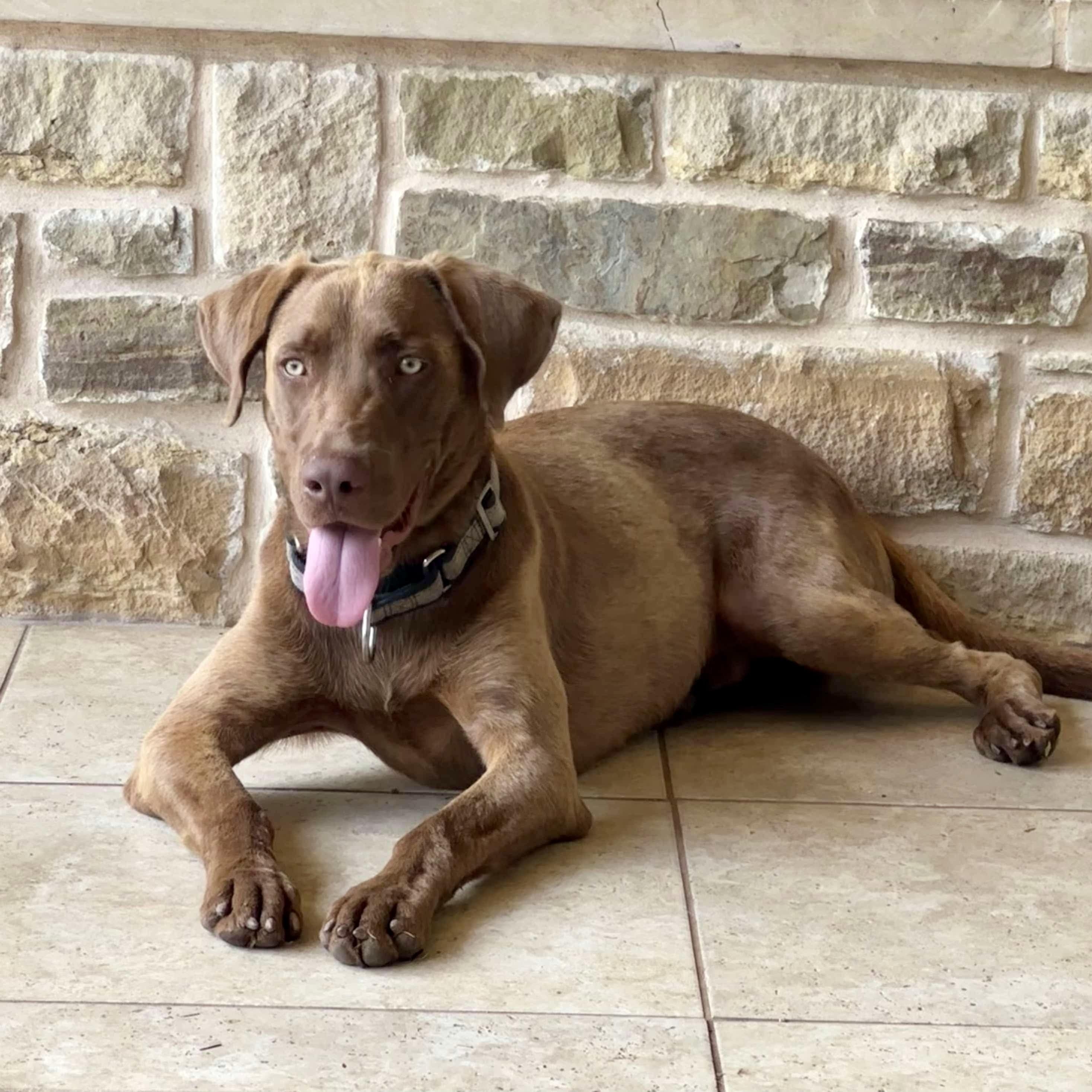 Dog for adoption - Rocky, a Labrador Retriever & Weimaraner Mix in Dallas, TX | Petfinder
