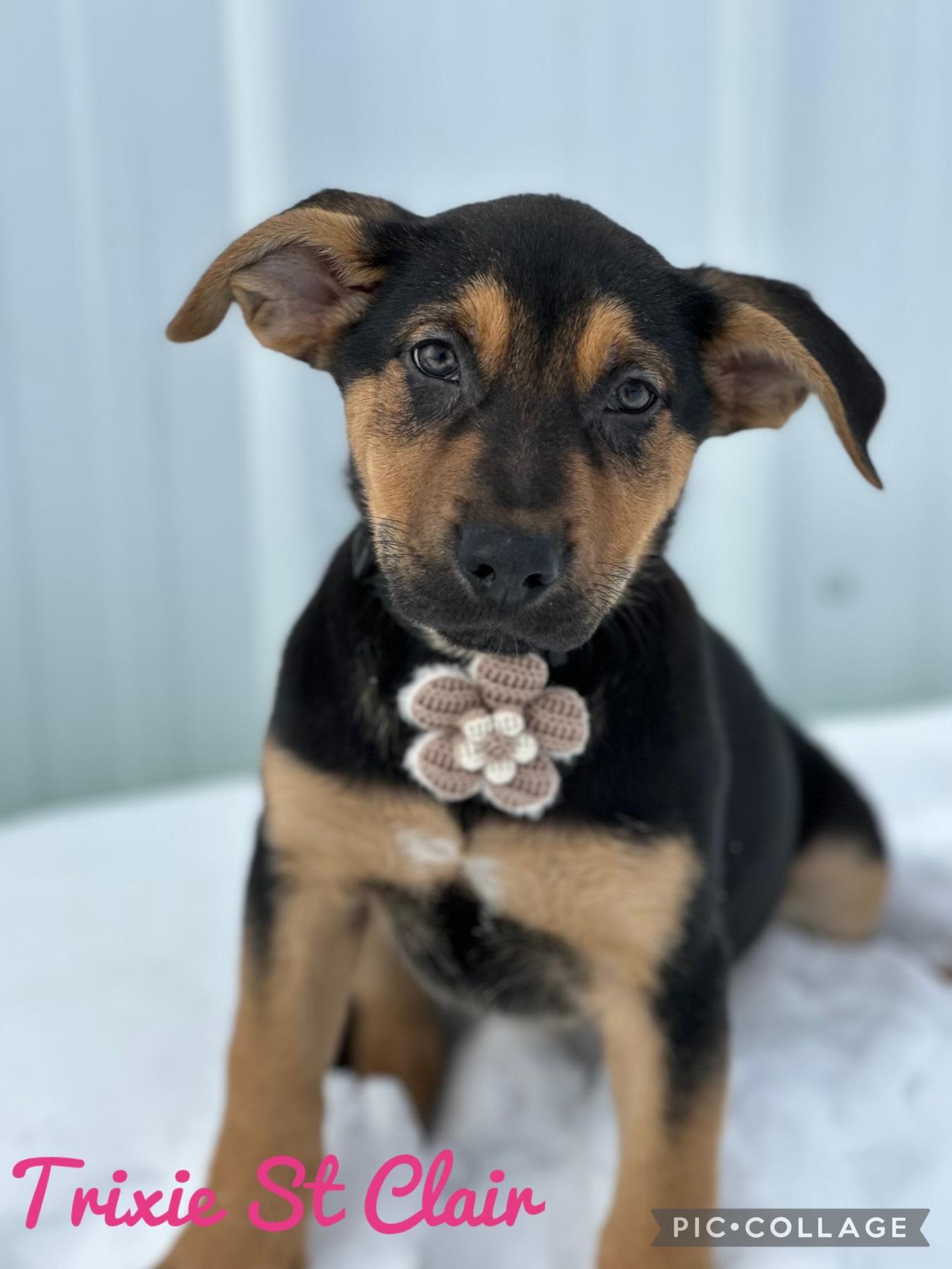 Dog for adoption - Trixie St Clair, a Shepherd Mix in Washington , PA ...