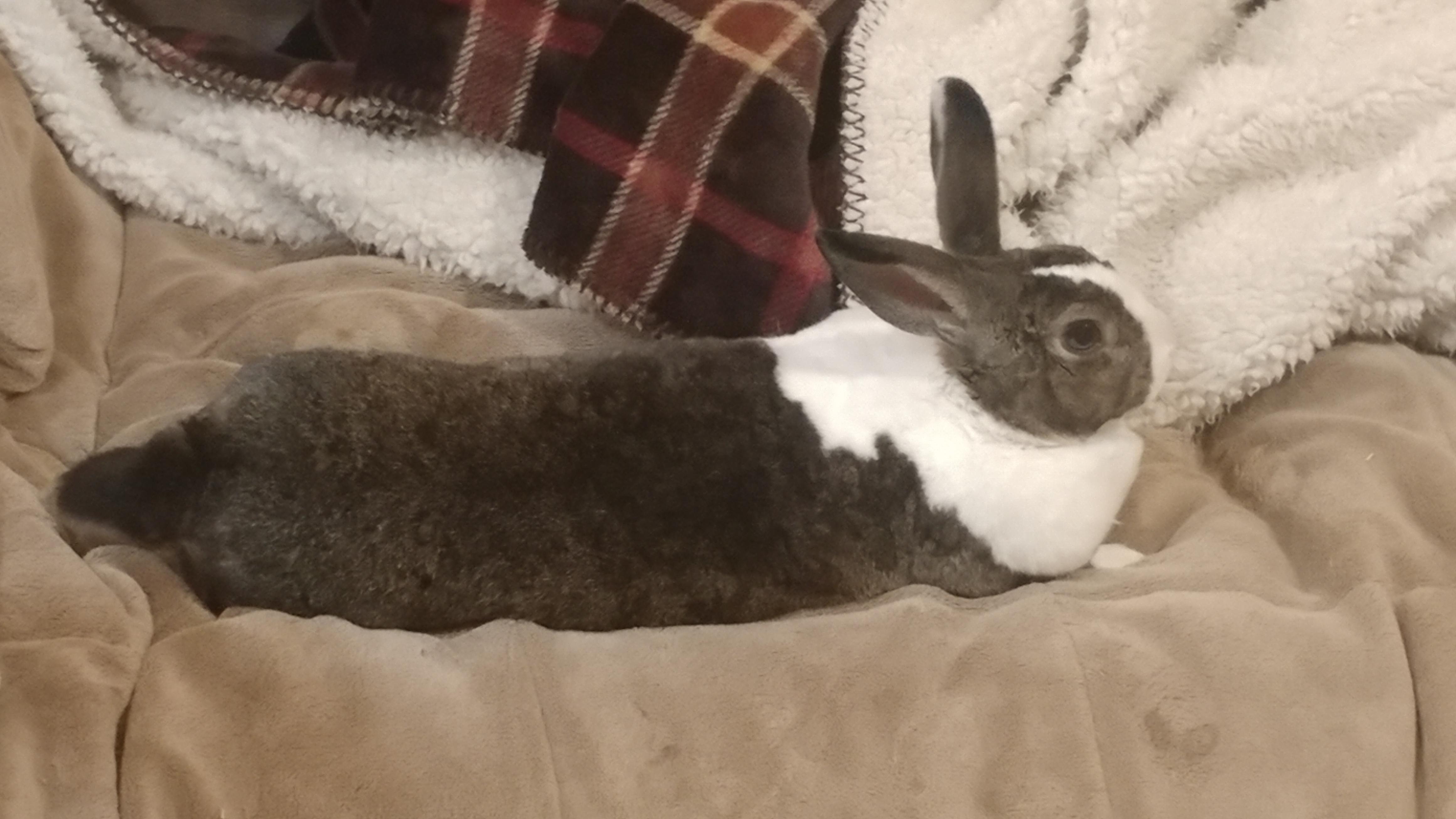 Rabbit for adoption - Maple, a Dutch & Rex Mix in Lake Elsinore, CA ...