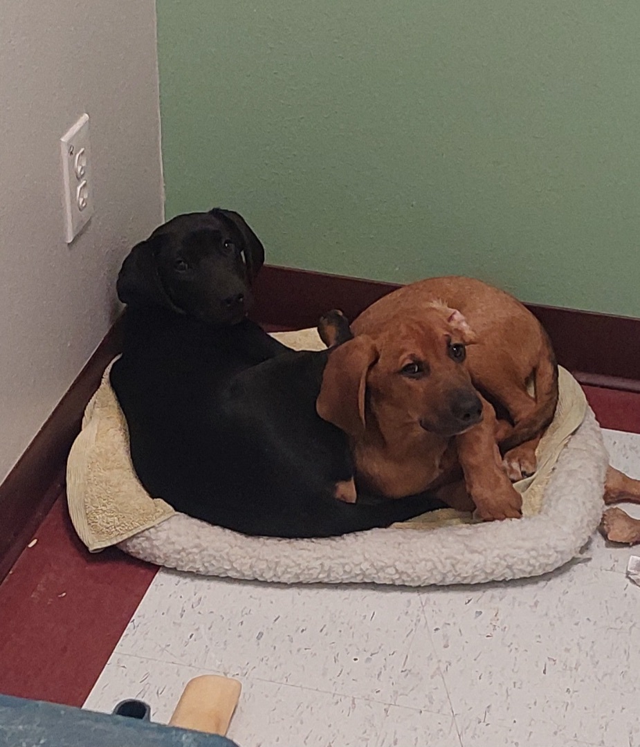 Dog for adoption - Tex and Ranger, a Labrador Retriever Mix in Seattle ...