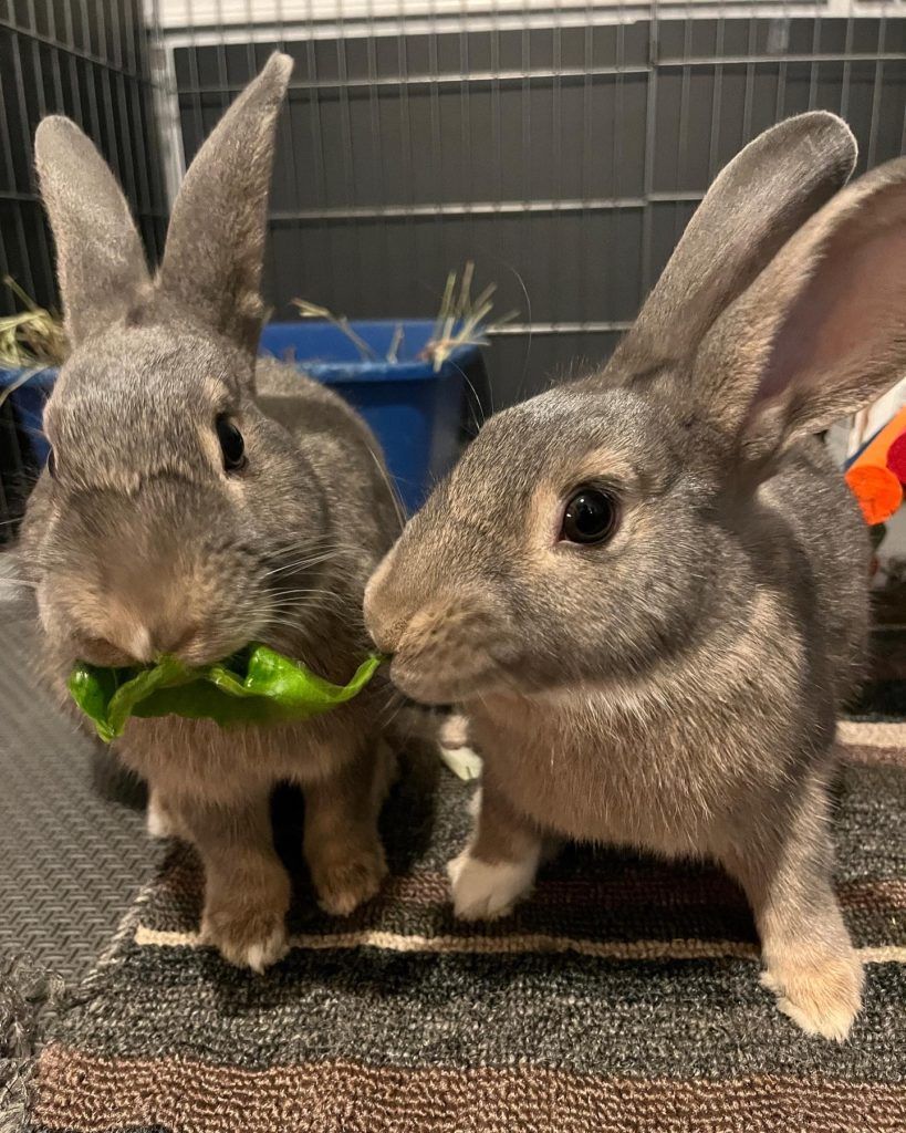 Rabbit for adoption - Lennon & Minerva (Vancouver), a Bunny Rabbit Mix ...