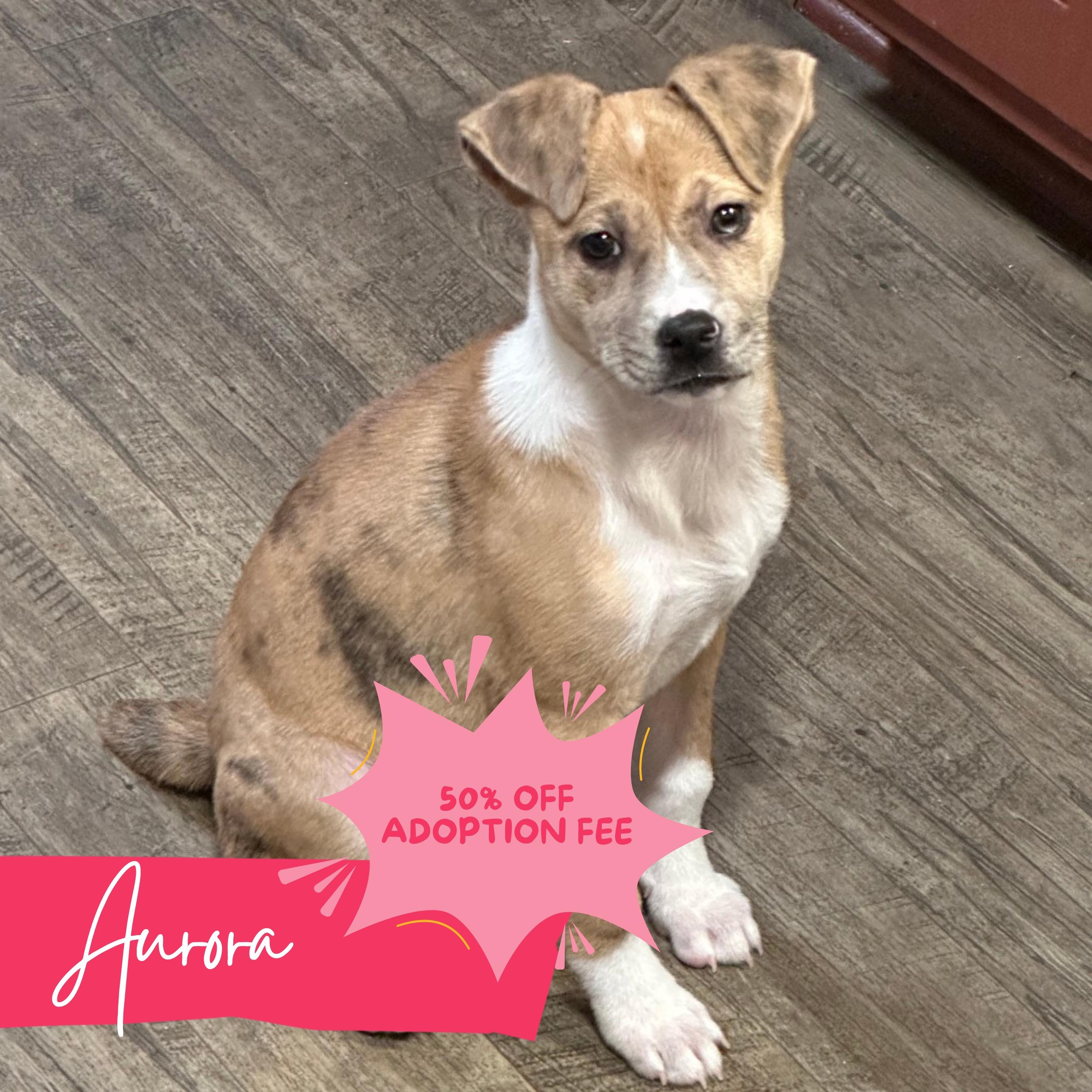 Dog for adoption - Aurora, a Mixed Breed in Atlanta, GA | Petfinder