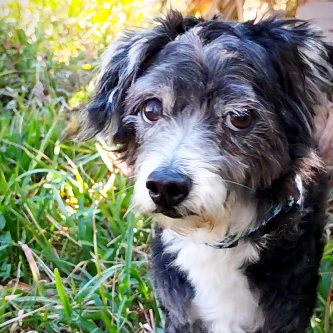 Dog for adoption - Ricky Ricardo, a Terrier & Poodle Mix in Austin, TX ...